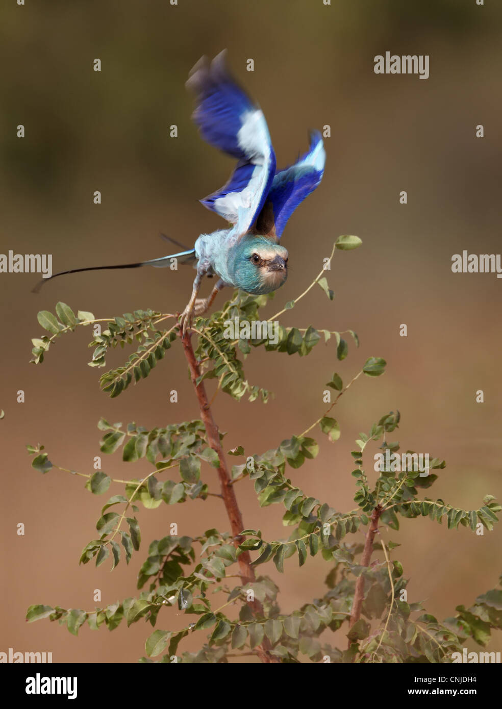Abyssinian Roller (Coracias abyssinica) adult, in flight, taking off ...
