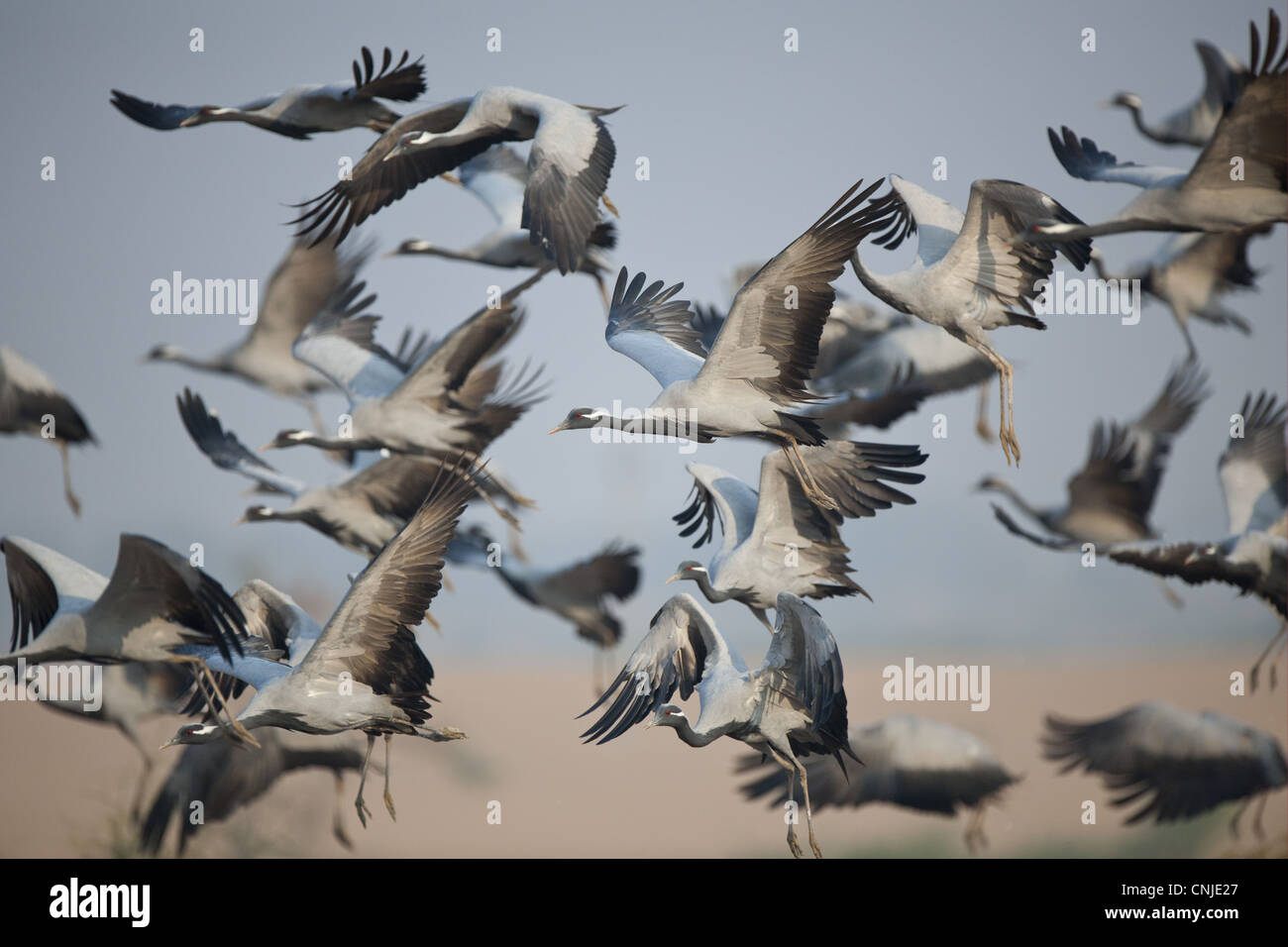 Demoiselle Crane (Anthropoides virgo) adults, flock in flight, Keechan ...