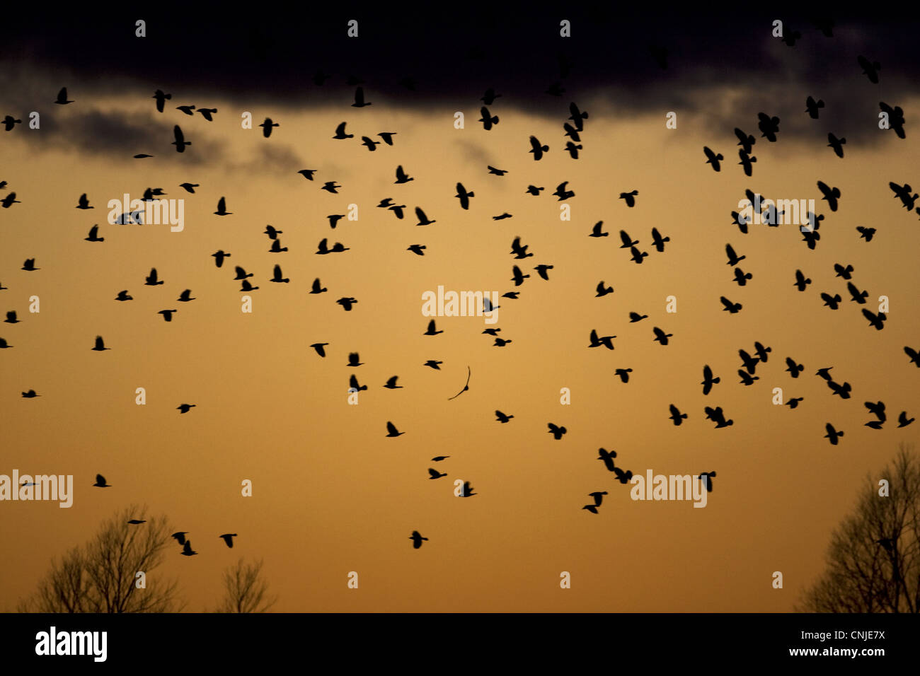 Rook Corvus frugilegus flock flight silhouetted sunset Buckenham ...