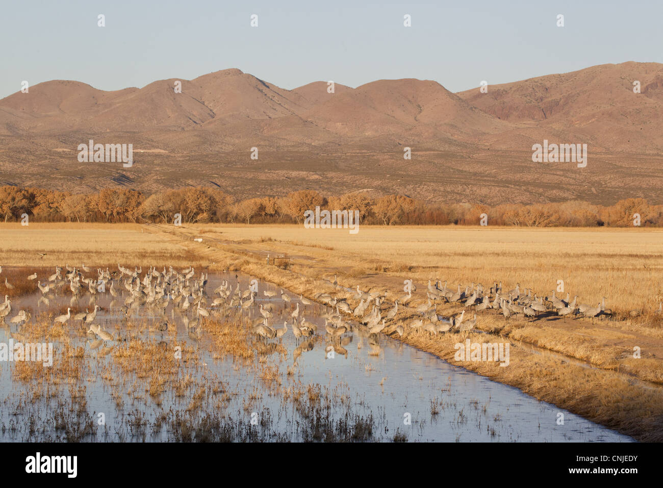 Sandhill Crane Grus canadensis flock standing foraging habitat edge ...