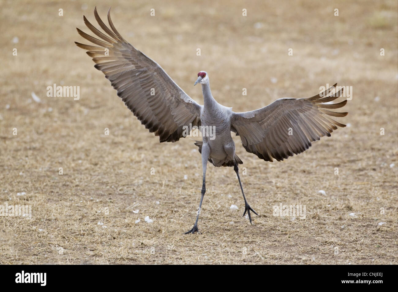 Sandhill Crane Grus canadensis adult wings spread after landing Bosque ...