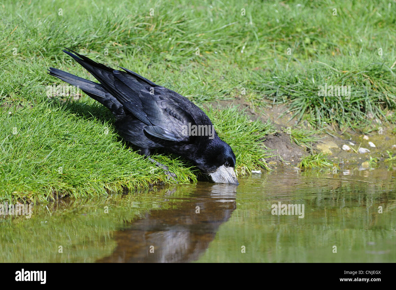 Eurasian Rooks High Resolution Stock Photography and Images - Alamy