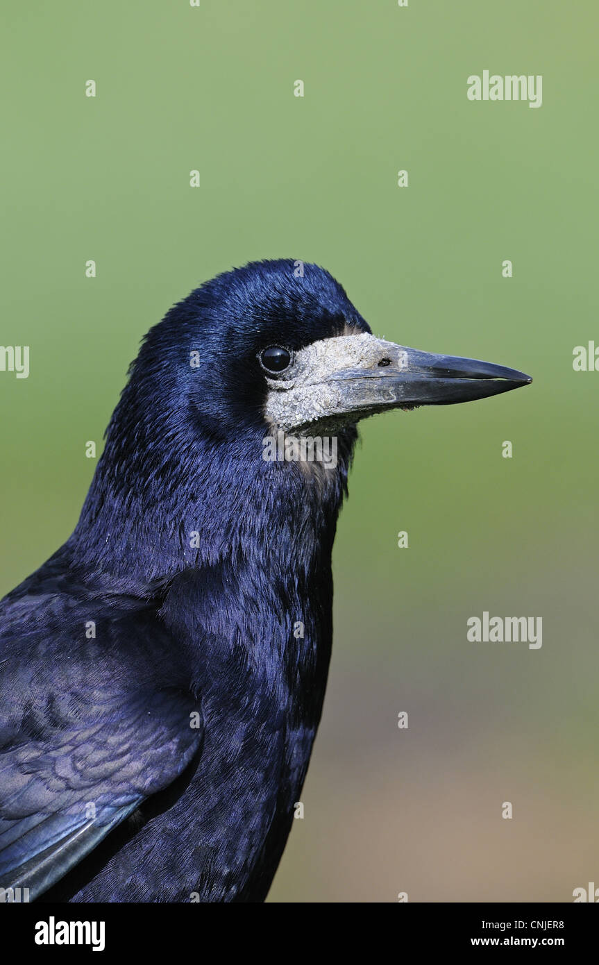 Close up crows head beak hi-res stock photography and images - Alamy