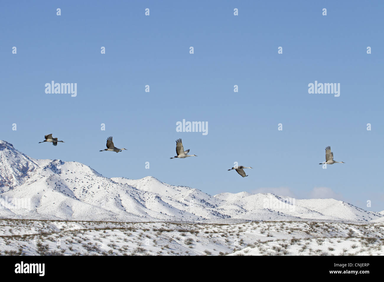 Snowfall and sandhill crane hi-res stock photography and images - Alamy