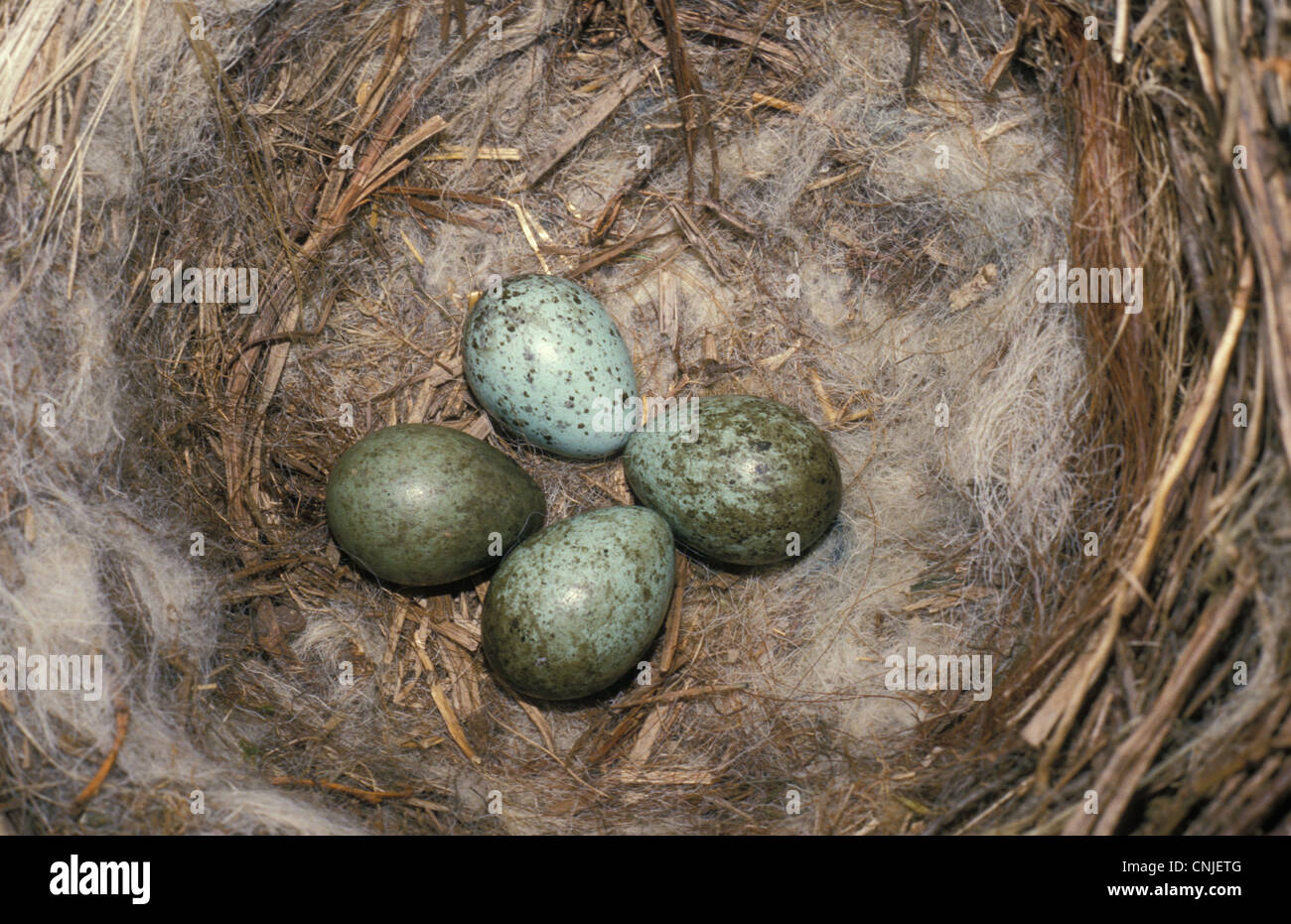 Carrion Crow (Corvus corone) Nest and four eggs Stock Photo - Alamy