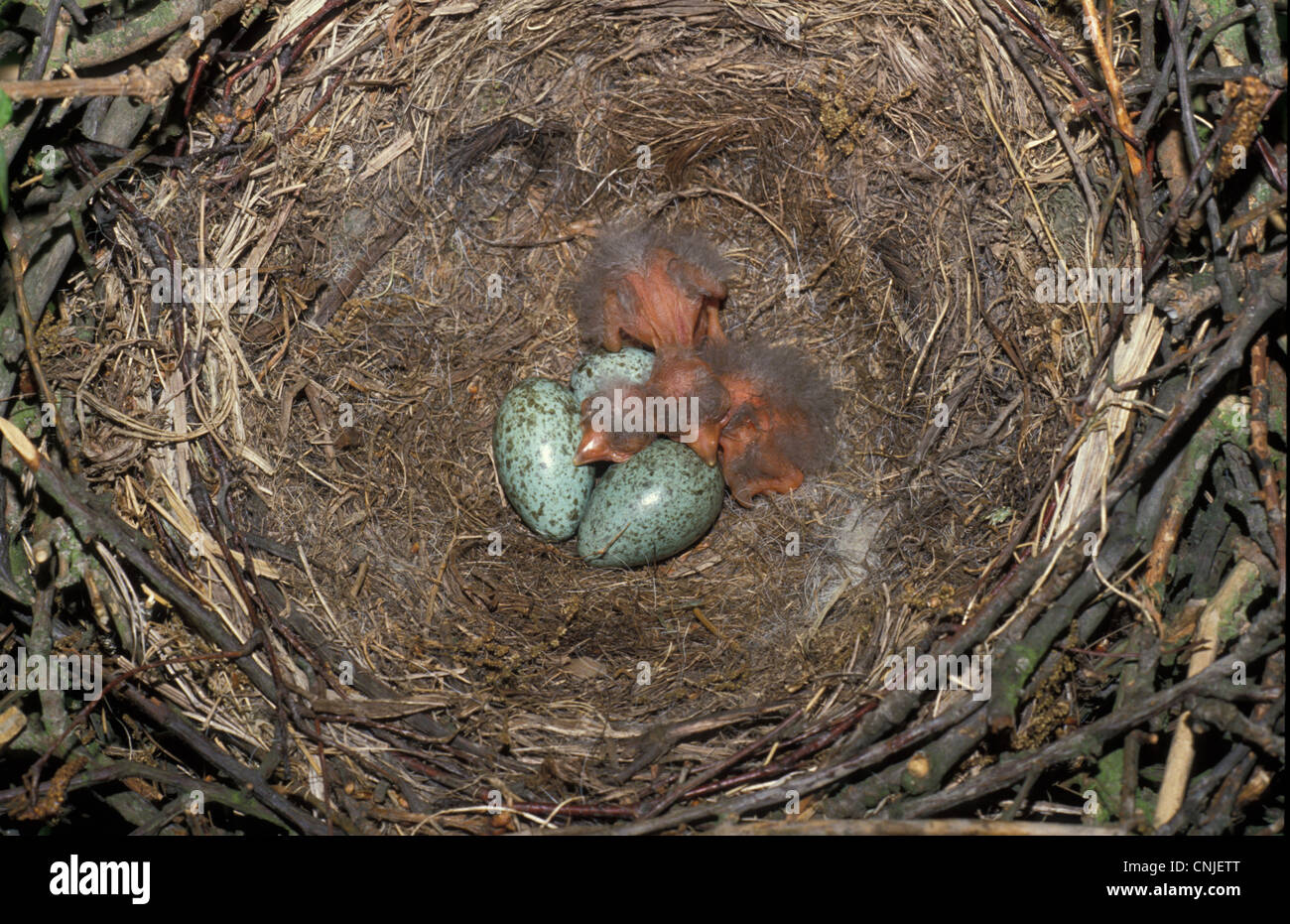 Carrion crow nest hi-res stock photography and images - Alamy