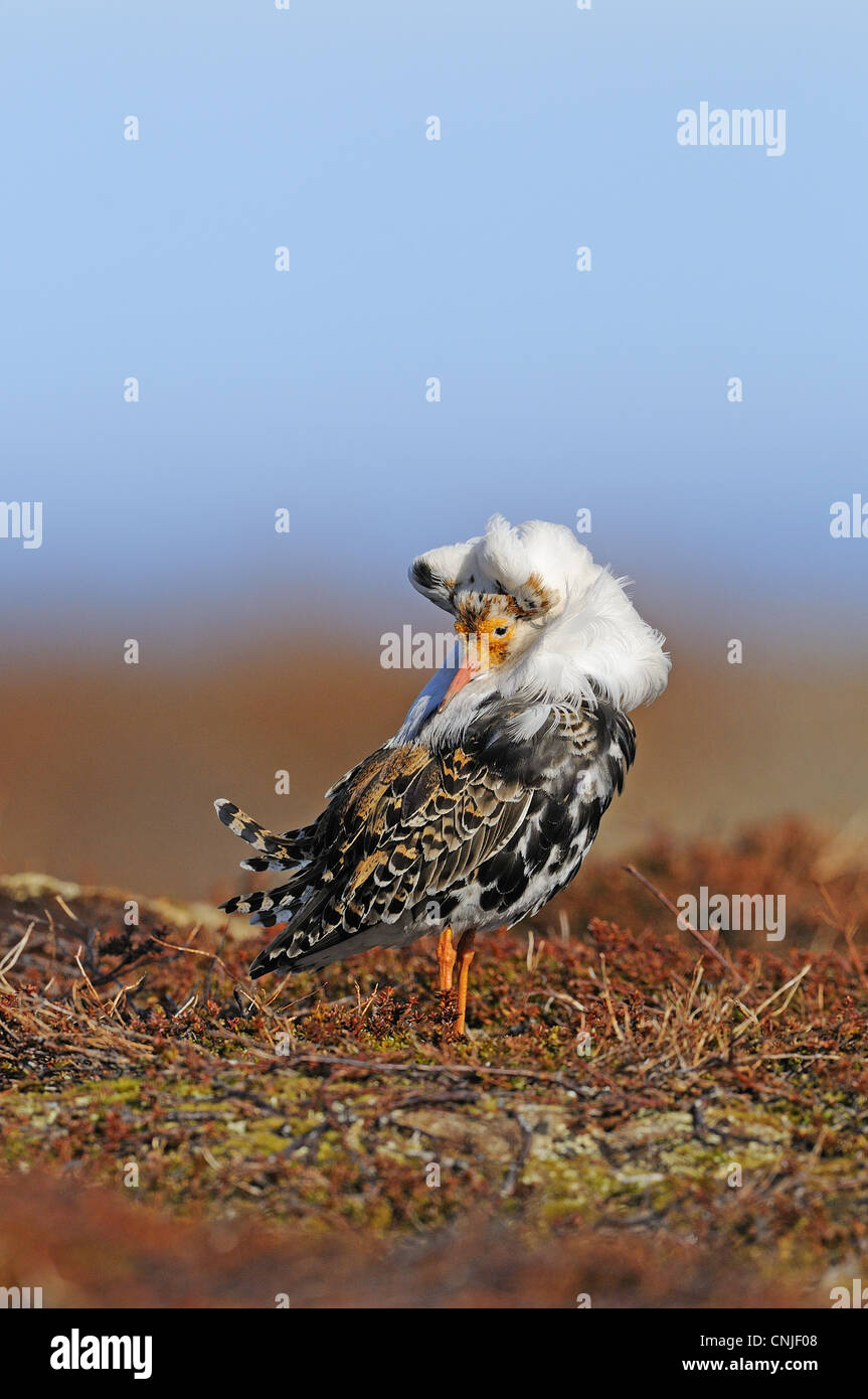 Ruff male bird hi-res stock photography and images - Alamy