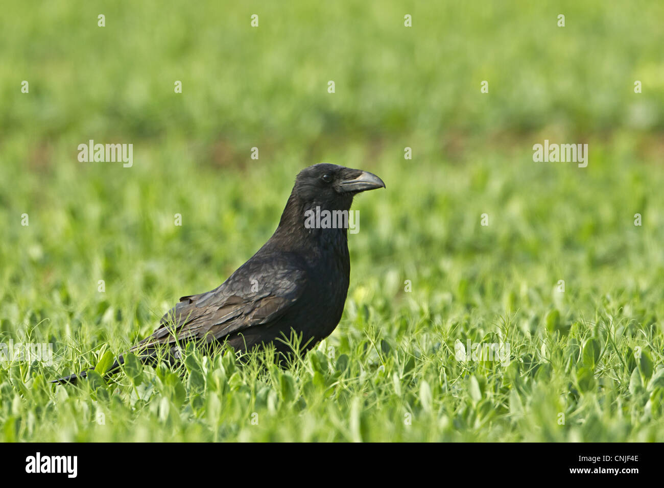 Crow field crops hi-res stock photography and images - Alamy