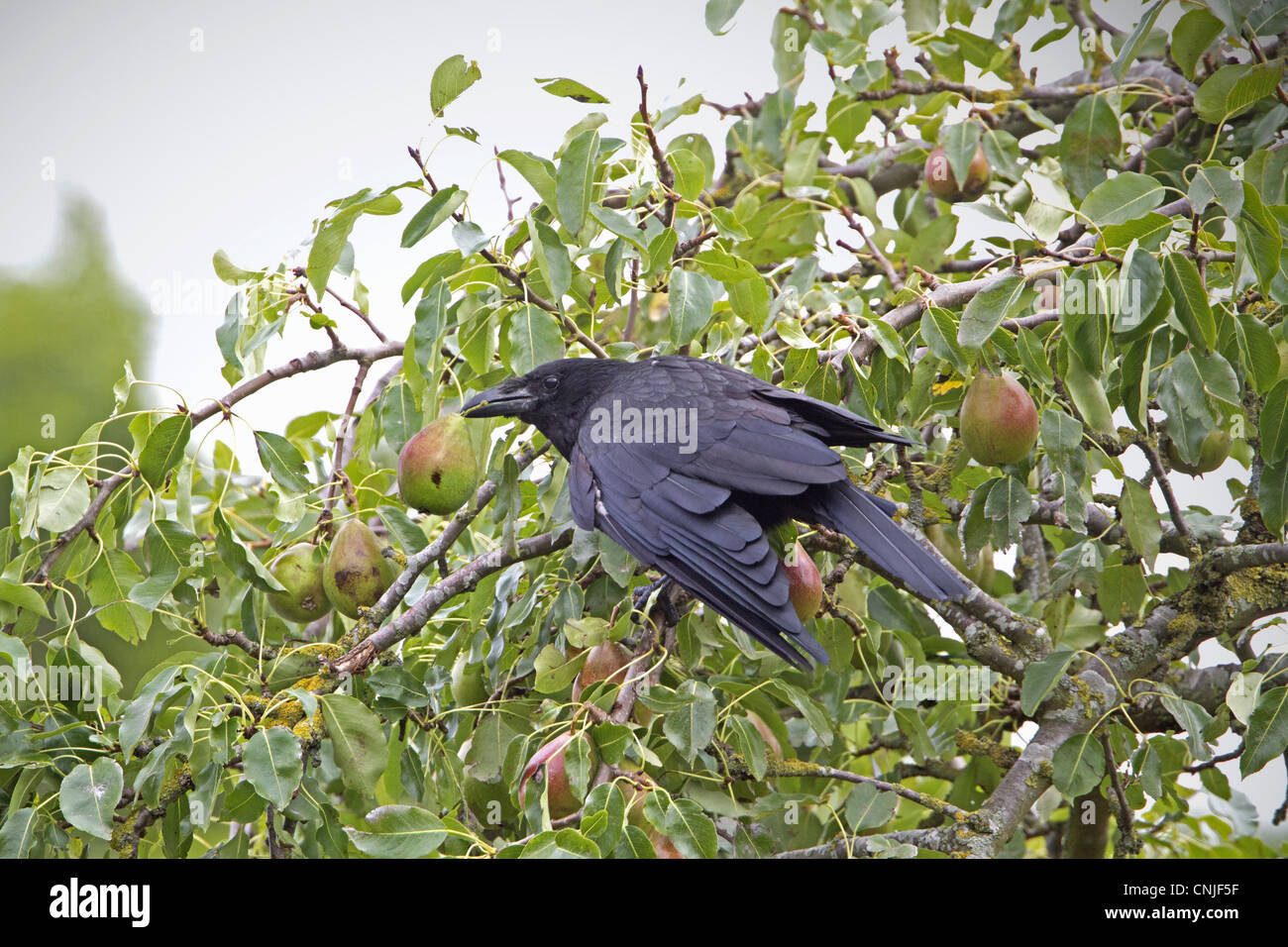 Carrion Crow (Corvus corone) adult, feeding, stealing Common Pear ...