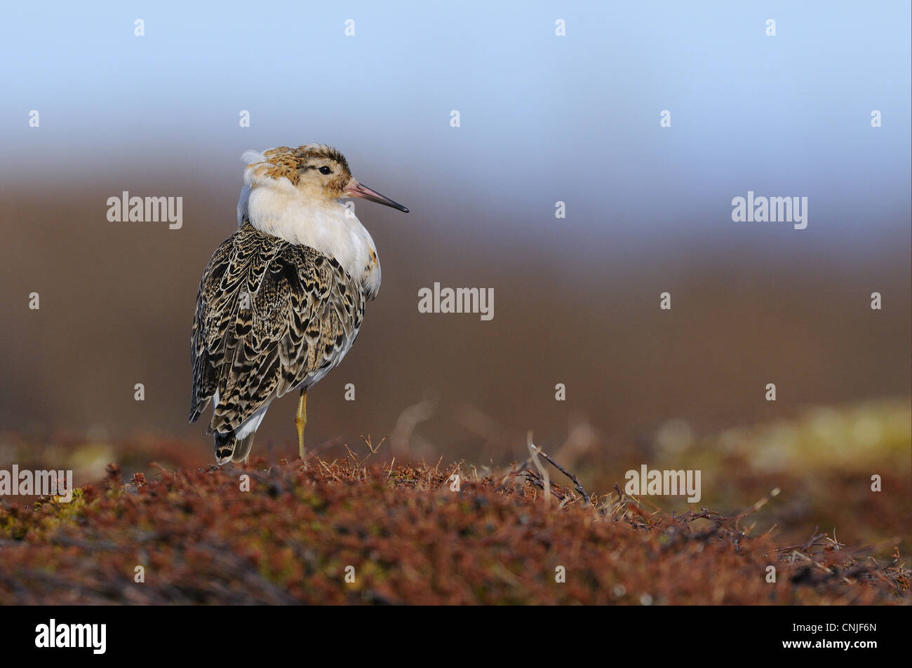 Ruff (Philomachus pugnax) adult male, breeding plumage, standing at lek ...