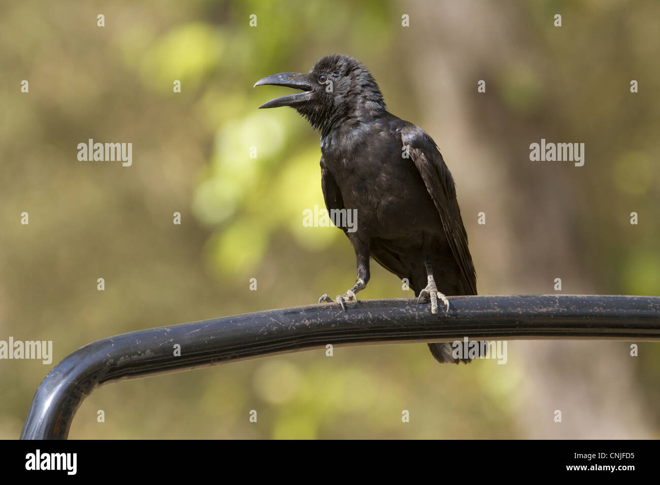 Jungle Crow (Corvus macrorhynchos) adult, calling, perched on bar, Kanha N.P., Madhya Pradesh ...