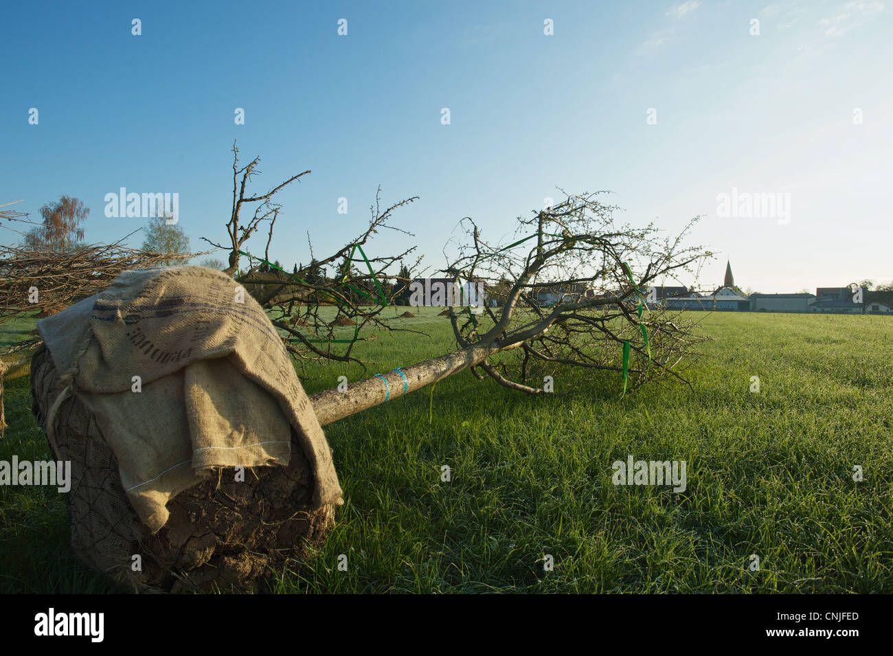 Trees for plantation in an effort to cultivate a fruit tree orchard ...