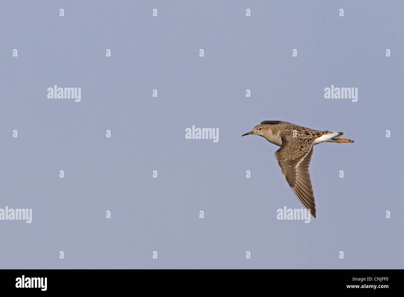 Ruff (Philomachus pugnax) adult male, winter plumage, in flight ...