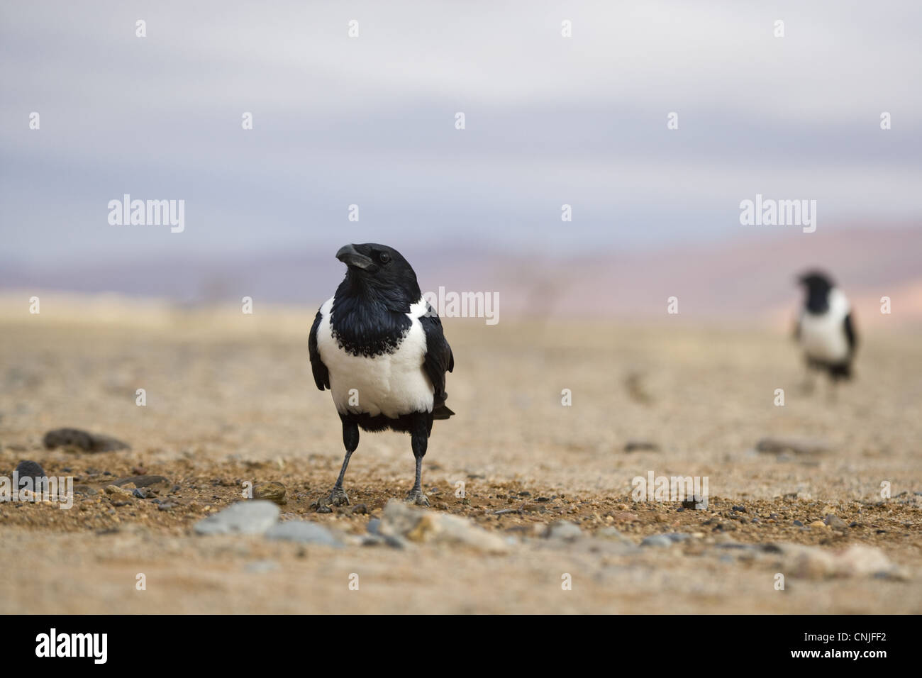 Pied Crow (Corvus albus) two adults, standing in desert, Sossusvlei ...