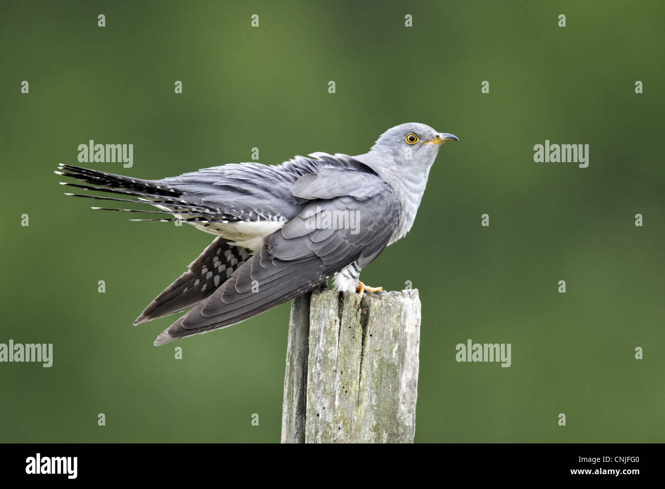 Common Cuckoo (Cuculus canorus) adult, perched on post, Midlands ...