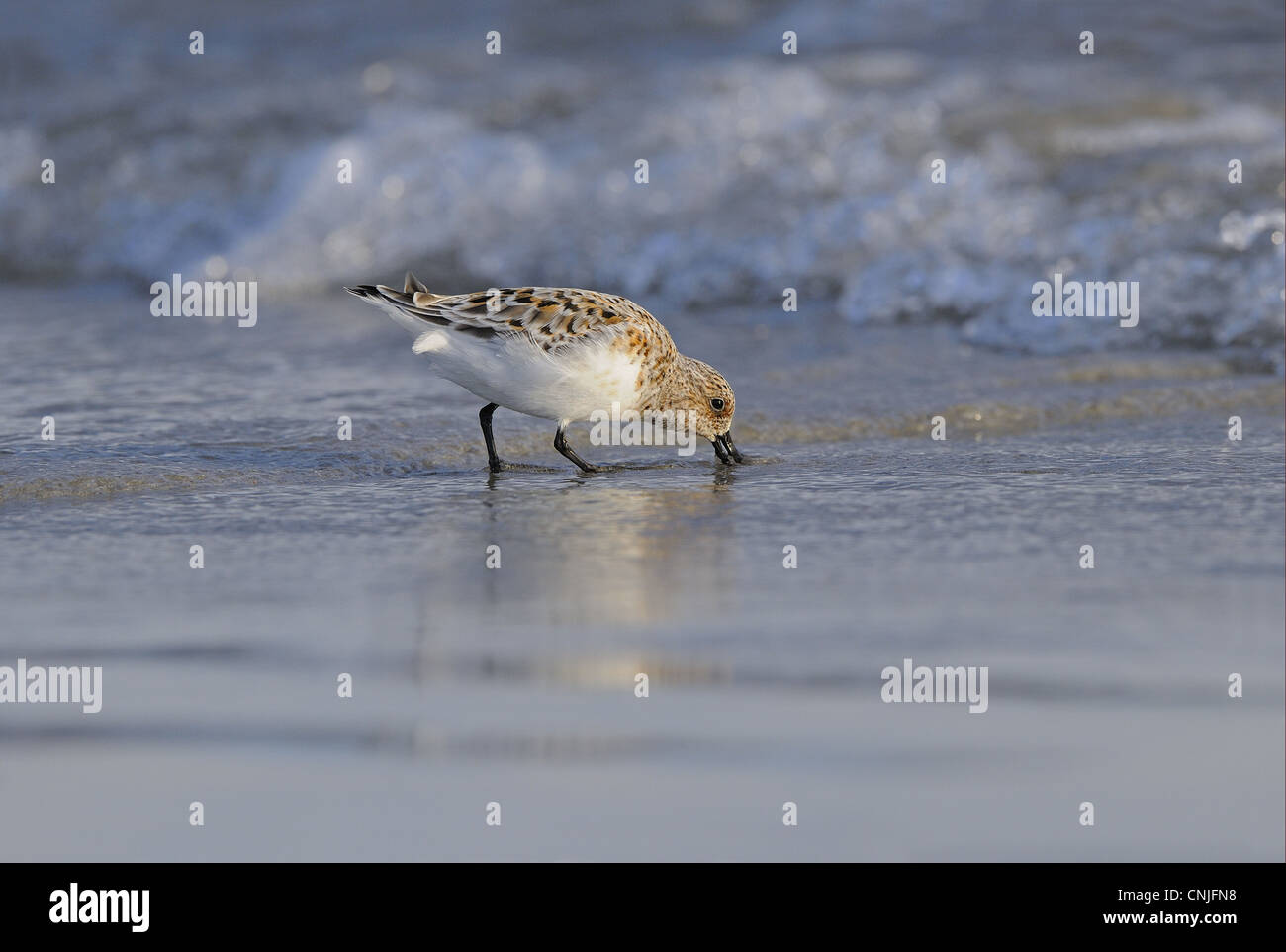 Sanderling summer breeding plumage hi-res stock photography and images ...