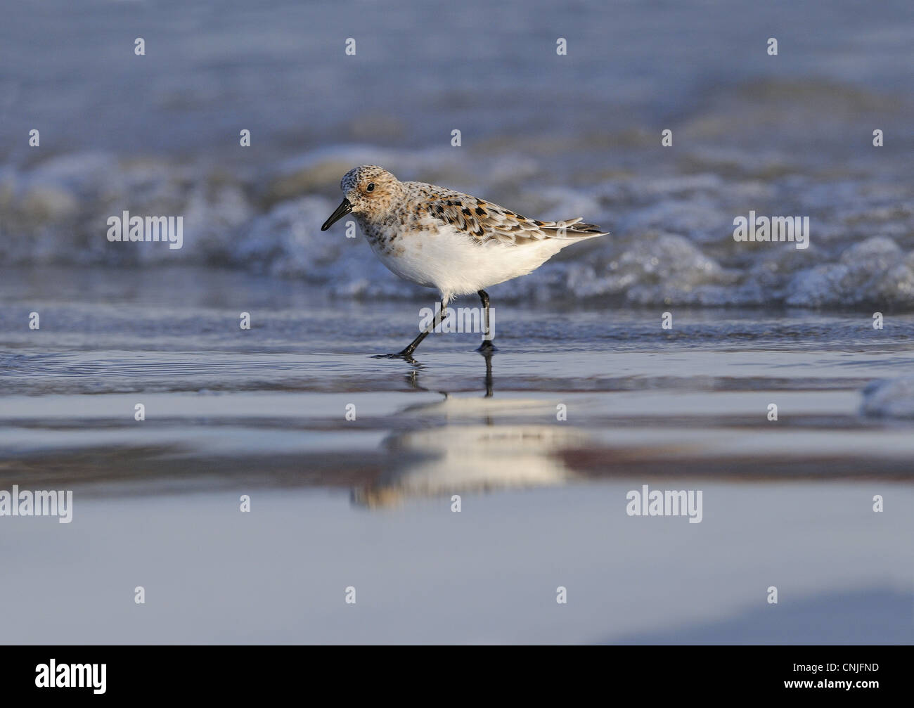 Sanderling (Calidris alba) adult, breeding plumage, walking on beach ...