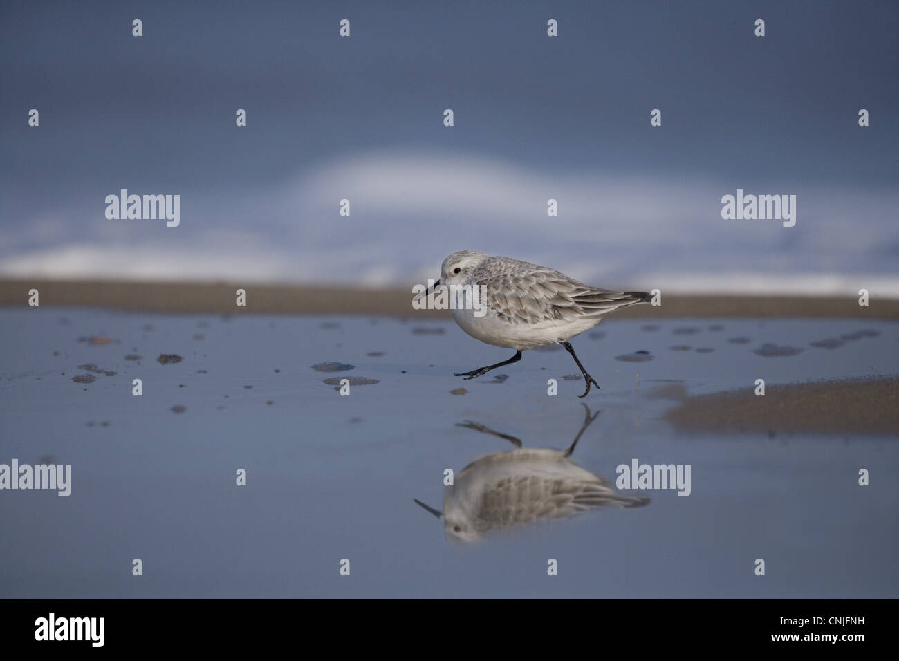 Sanderling Calidris alba adult winter plumage running along beach ...