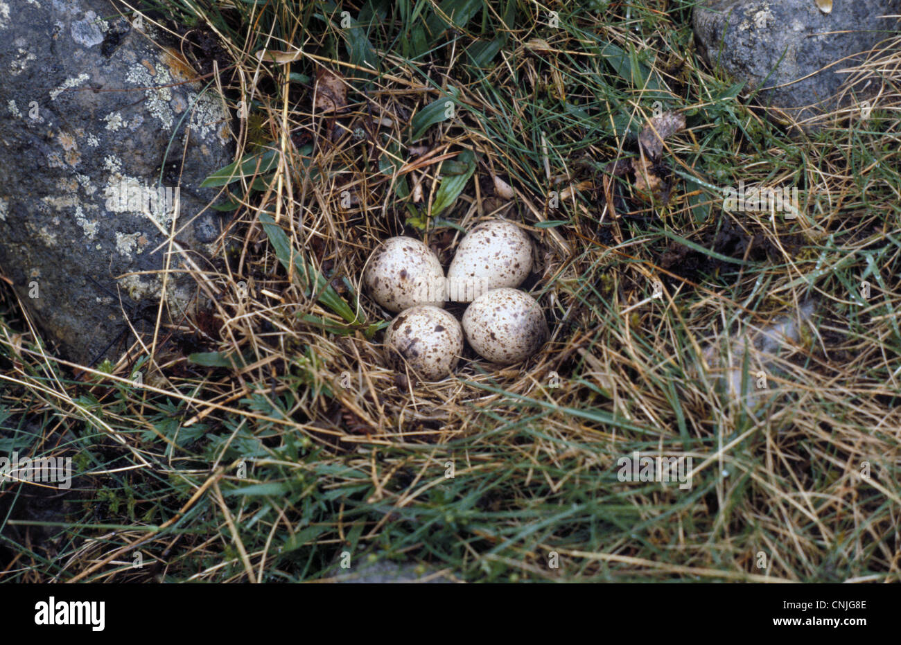 Common Sandpiper (Actitis hypoleucos) four eggs in nest Stock Photo - Alamy