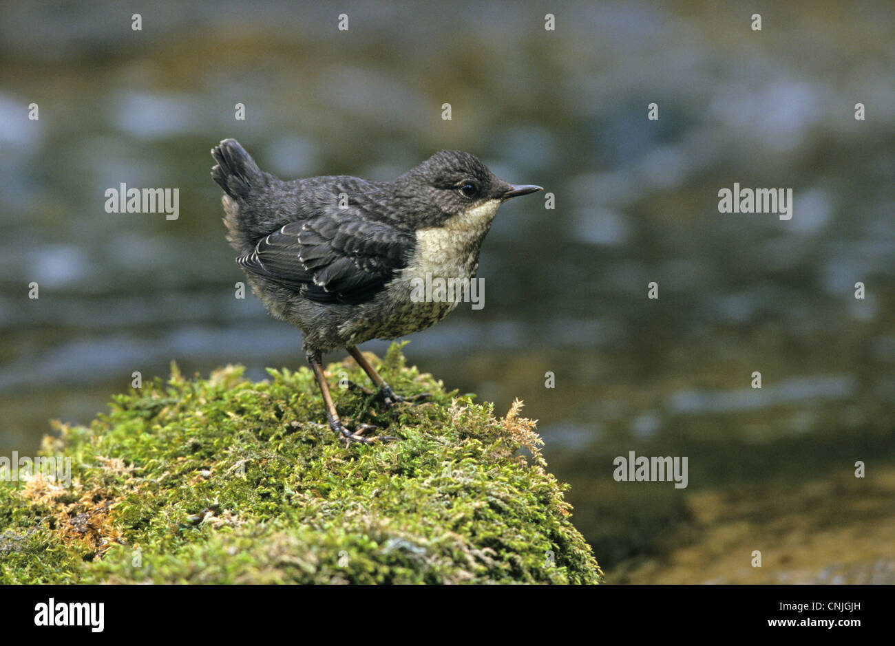 White-throated Dipper (Cinclus cinclus gularis) juvenile, standing at ...