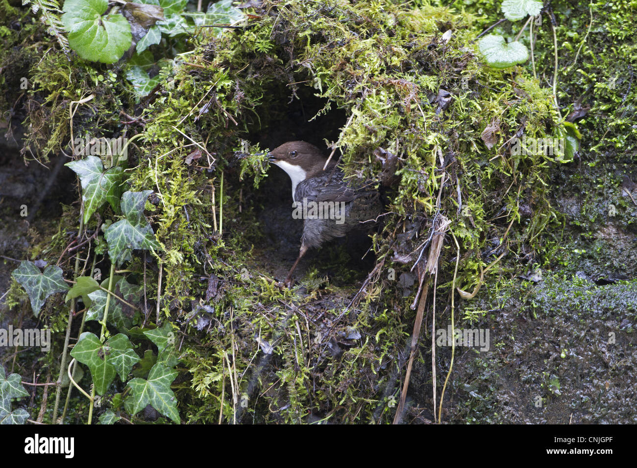 White-throated Dipper Cinclus cinclus gularis adult moss nesting ...
