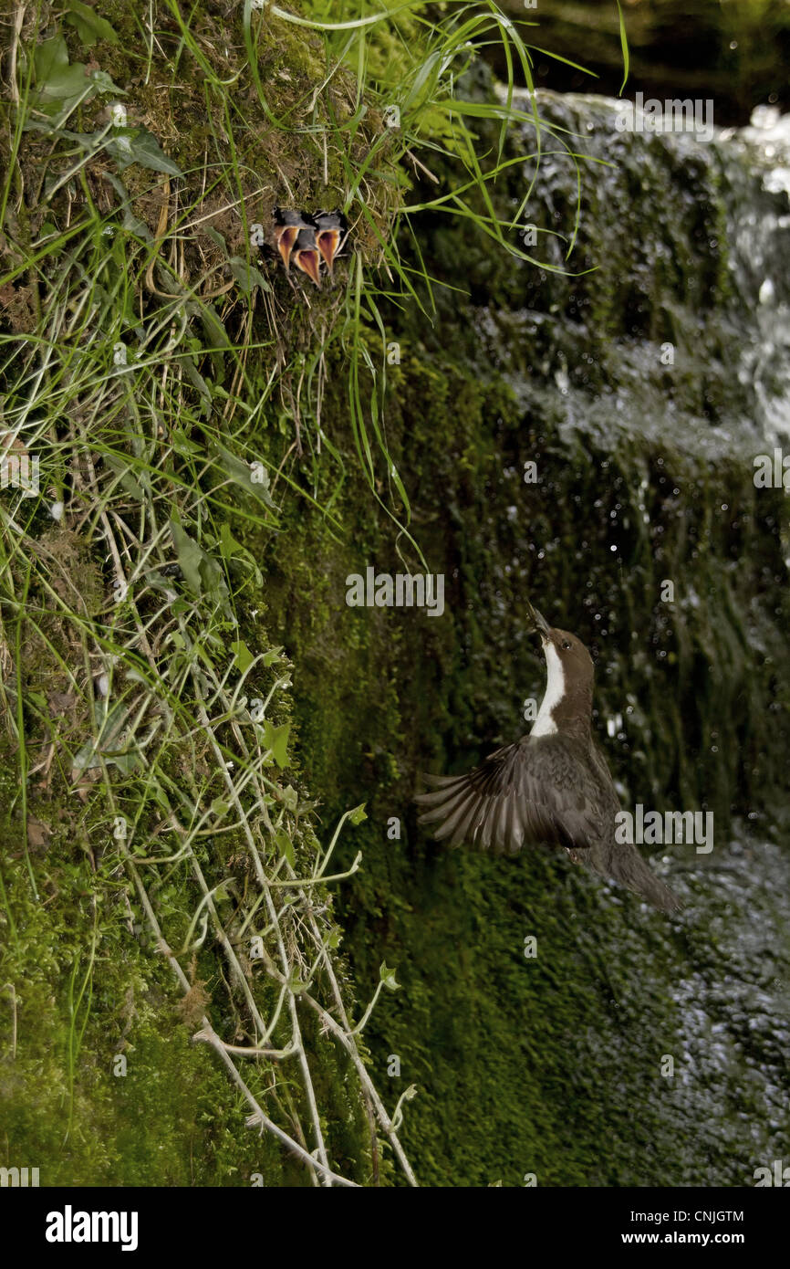 Returning to nest to feed begging young hi-res stock photography and ...