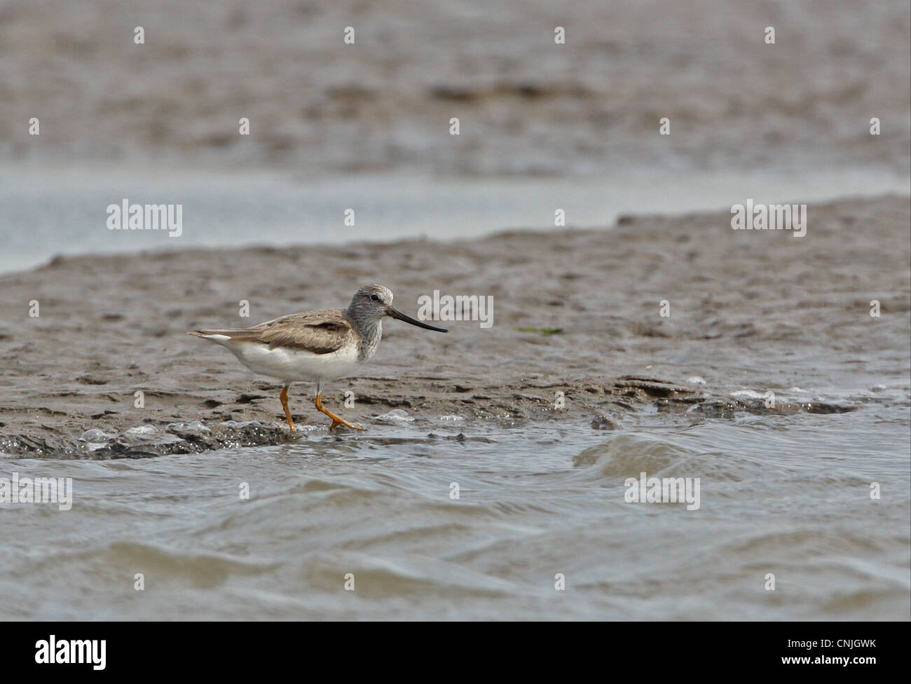 Gulf of bohai birds hi-res stock photography and images - Alamy