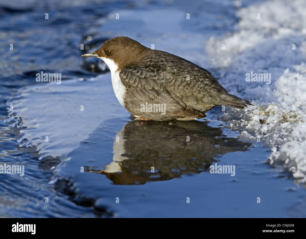 Northern white throated dipper hi-res stock photography and images - Alamy