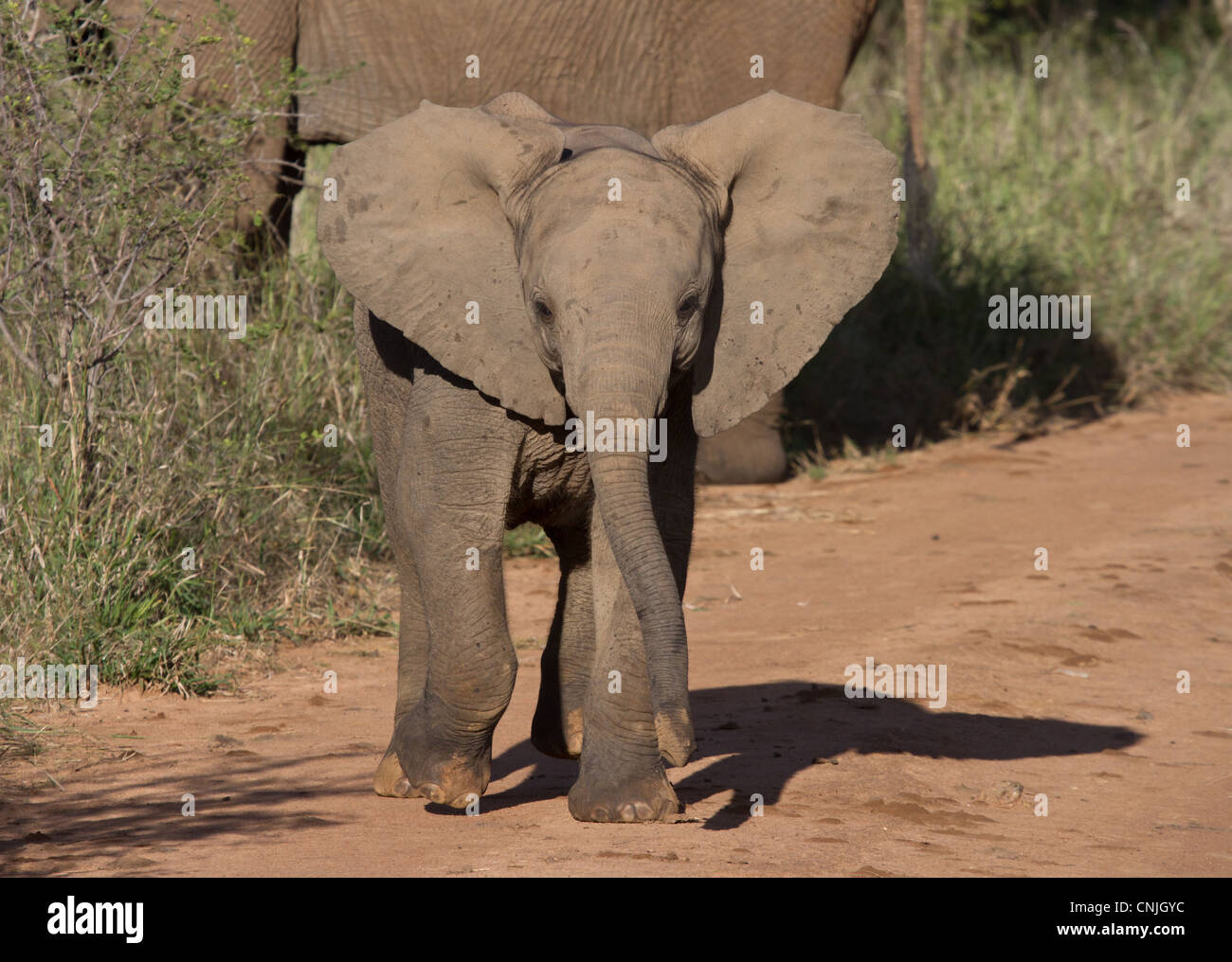 Baby Elephant Charging