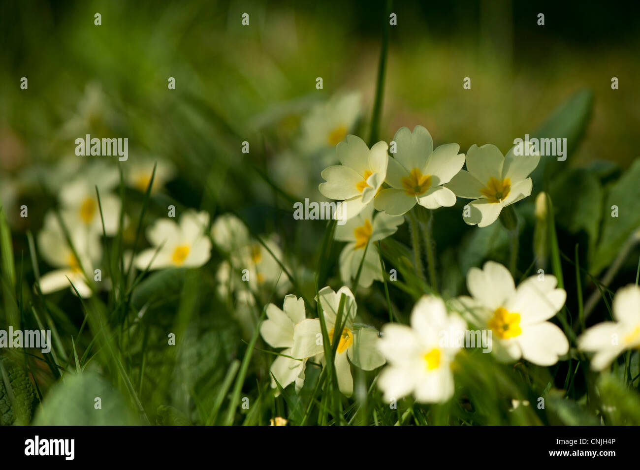 Primrose flowers uk hi-res stock photography and images - Alamy