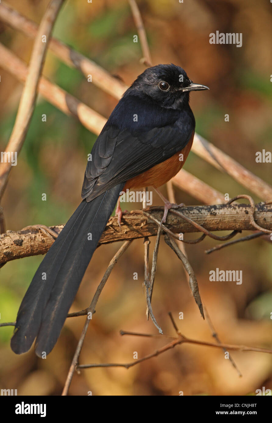 Shamas hi-res stock photography and images - Alamy