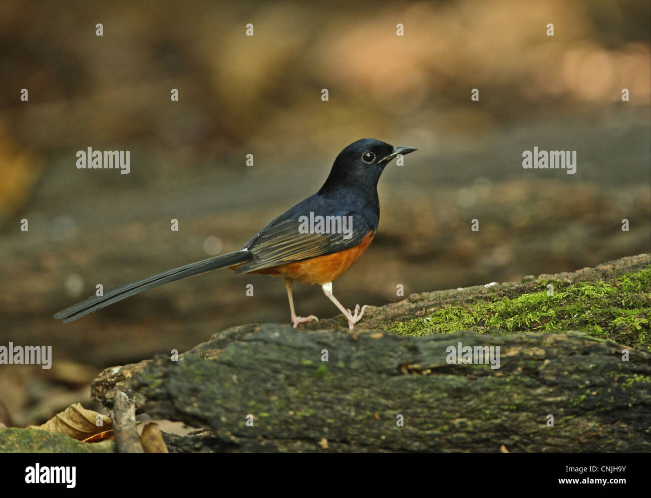 Shamas of southeast asia hi-res stock photography and images - Alamy