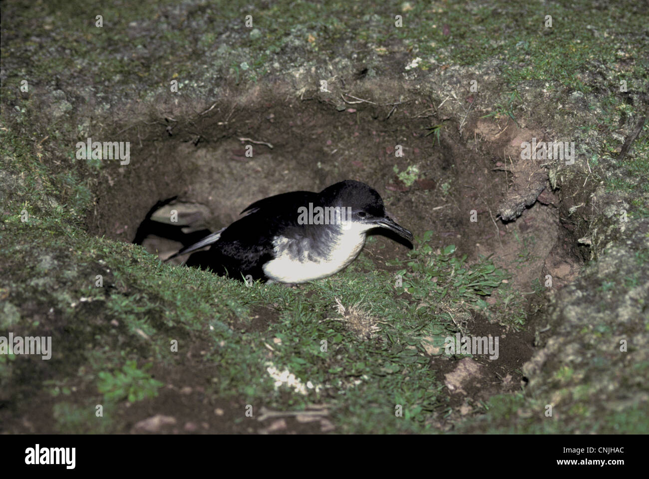 Manx Shearwater (Puffinus puffinus) adult, sitting at nest burrow ...