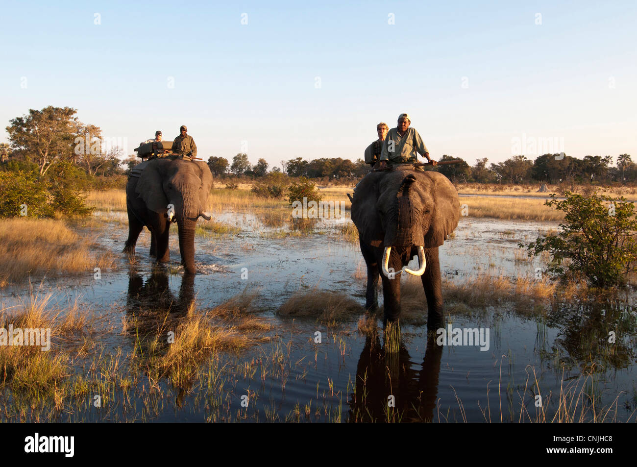 Elephant back safari, Abu Camp, Okavango Delta, Botswana Stock Photo ...