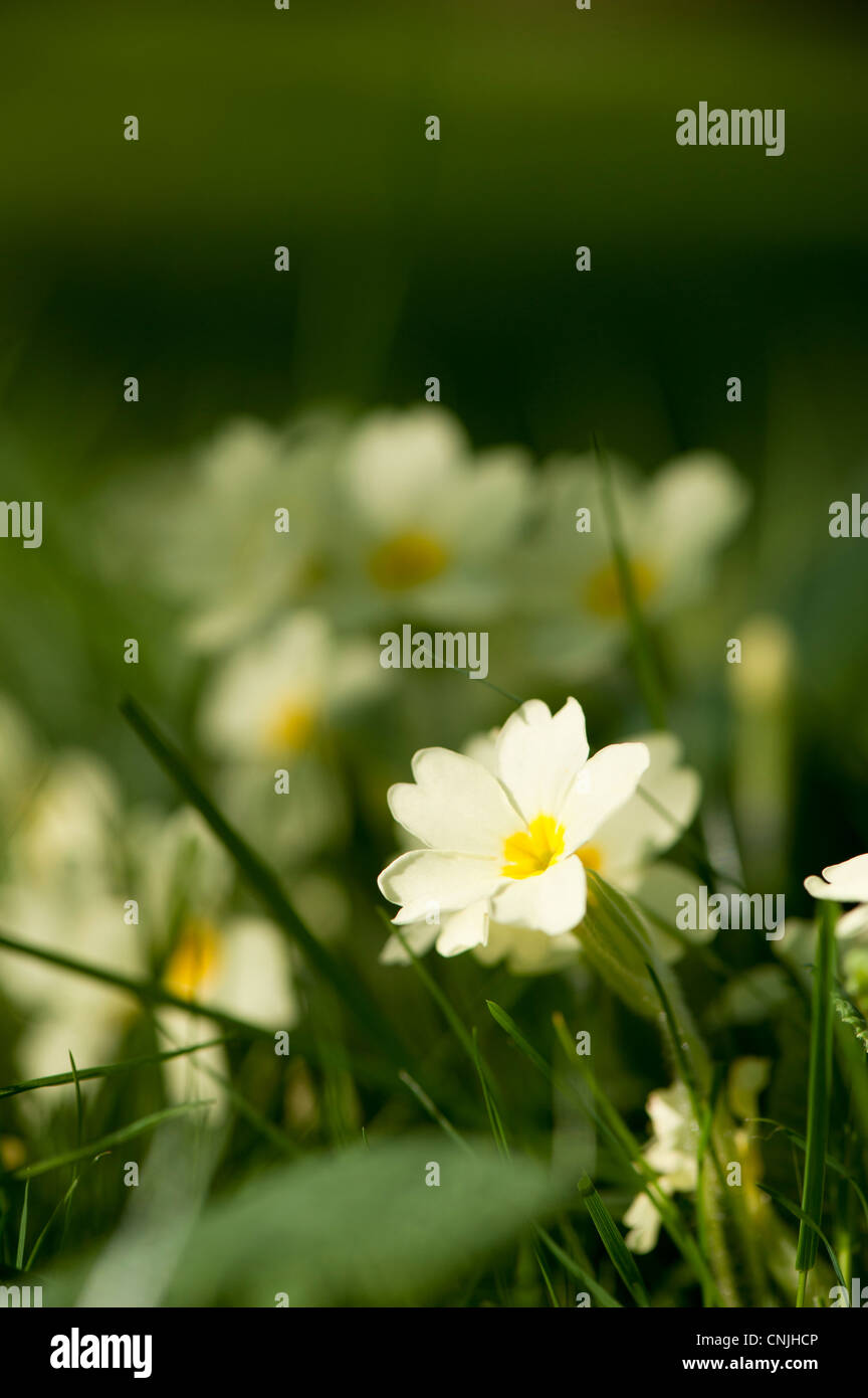 Primroses Uk High Resolution Stock Photography and Images - Alamy