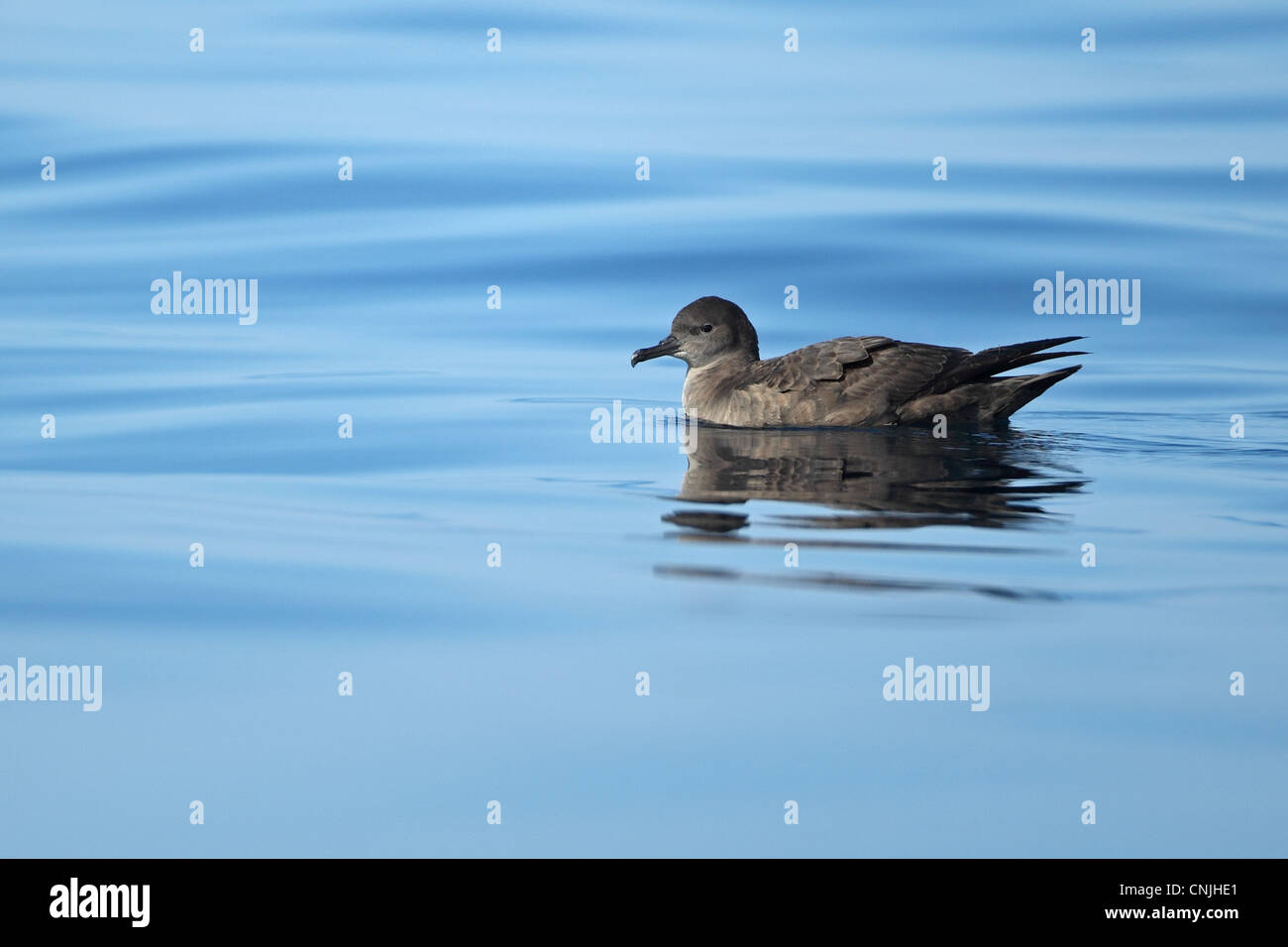 Sooty Shearwater (Puffinus griseus) adult, swimming at sea, Algarve ...