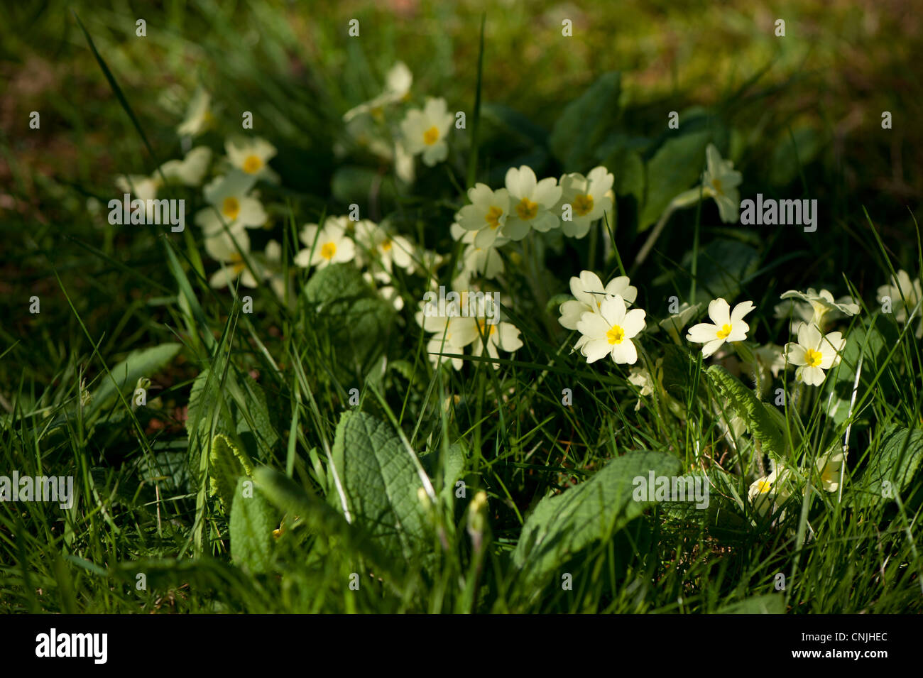 Wild Primroses, Primula vulgaris in bloom Stock Photo - Alamy