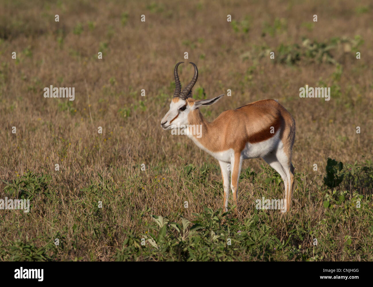 Gazelle valley park hi-res stock photography and images - Alamy