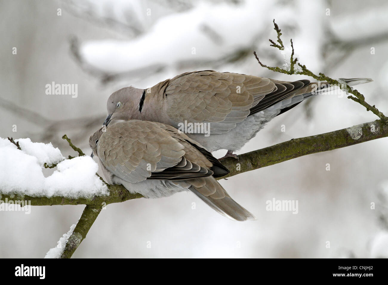 Collared dove uk female hi-res stock photography and images - Alamy