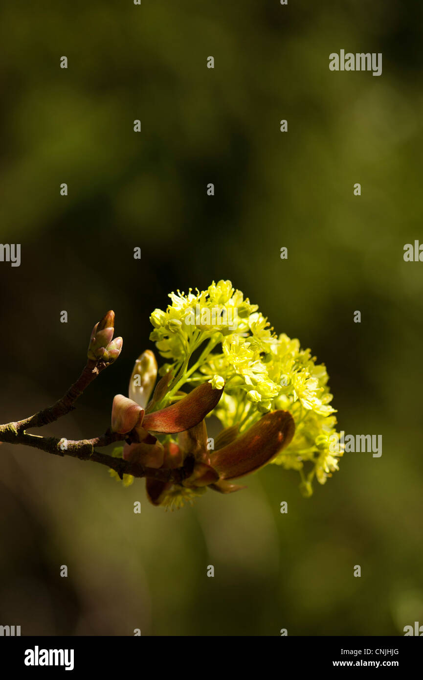 Acer platanoides, Norway Maple in flower in spring Stock Photo - Alamy