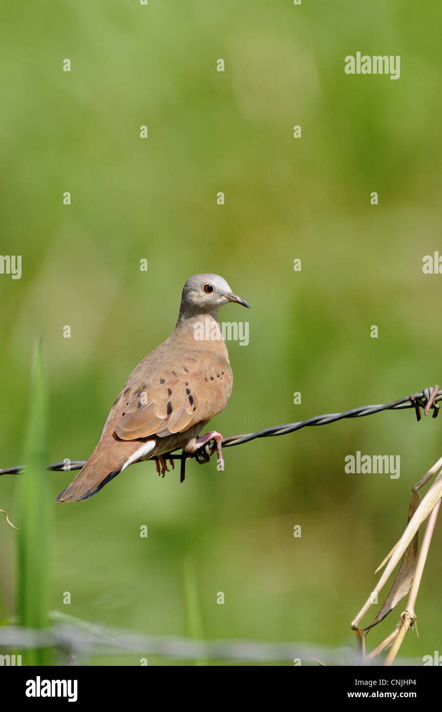 Ruddy ground dove columbina talpacoti rufipennis hi-res stock ...
