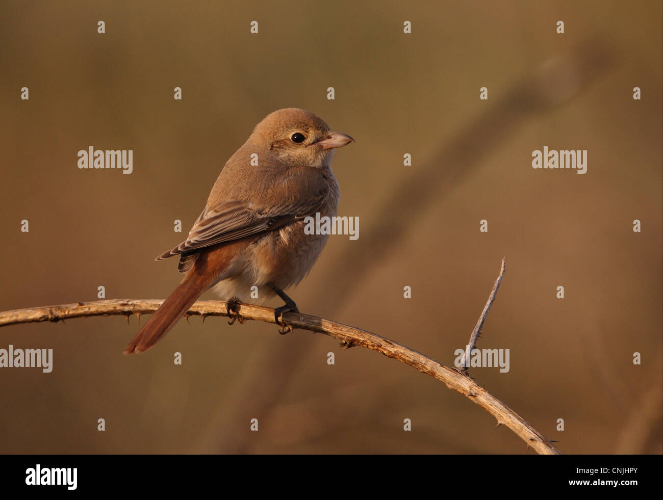 Isabelline Shrike Lanius isabellinus immature first winter plumage ...