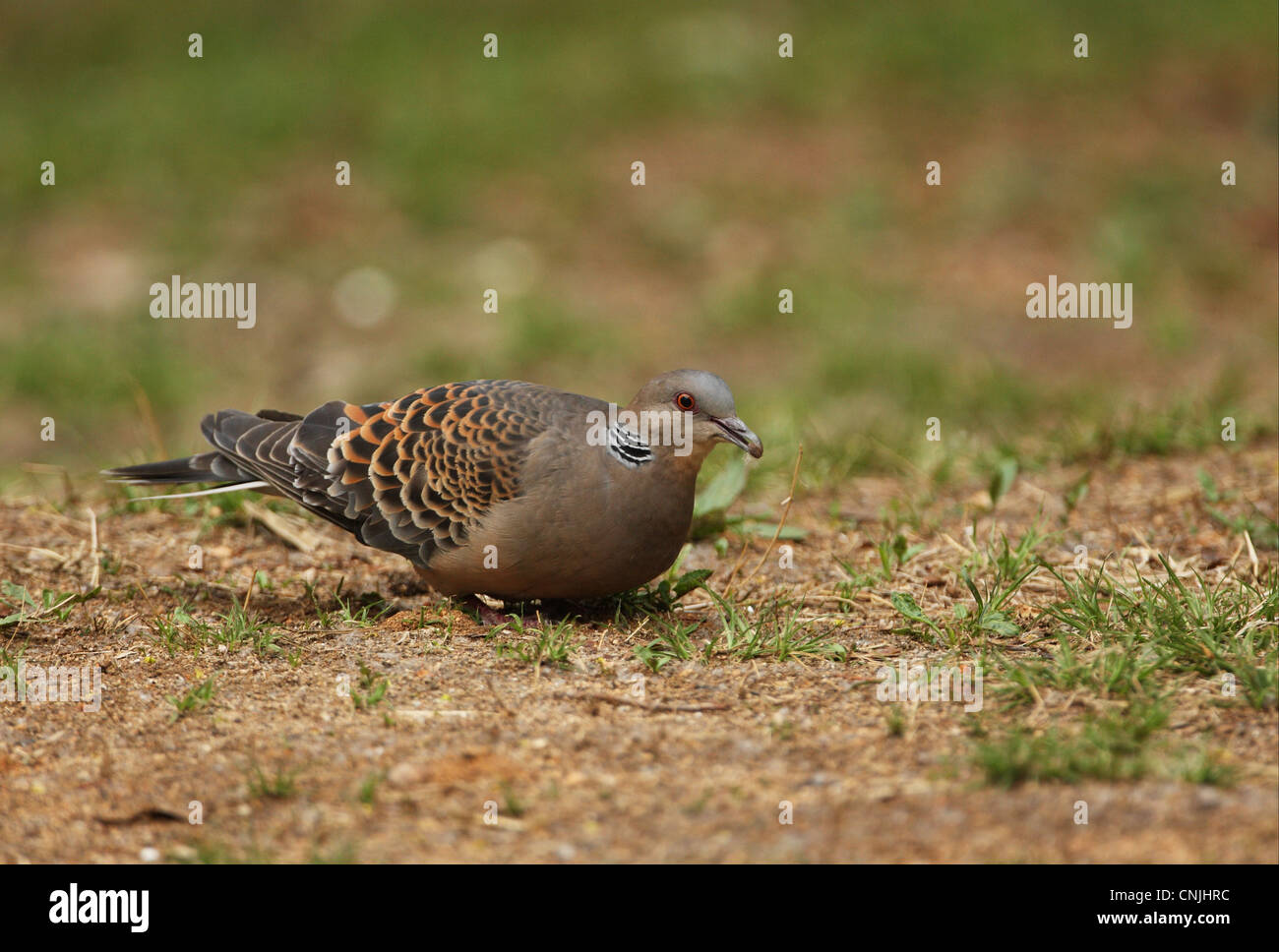 Oriental turtle dove asian dove hi-res stock photography and images - Alamy