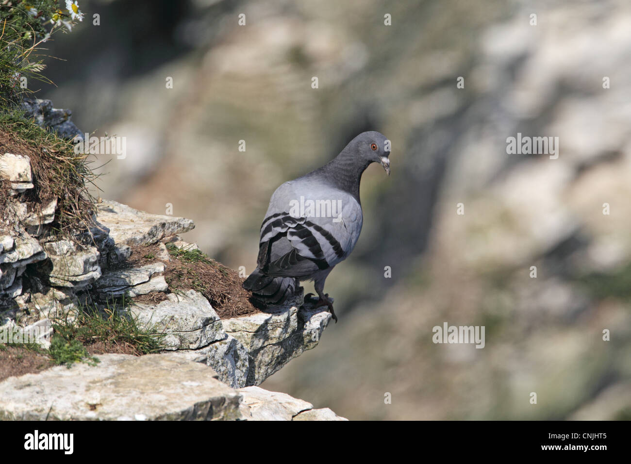 Rock Dove (Columba livia) adult, perched on cliff ledge, Bempton Cliffs ...