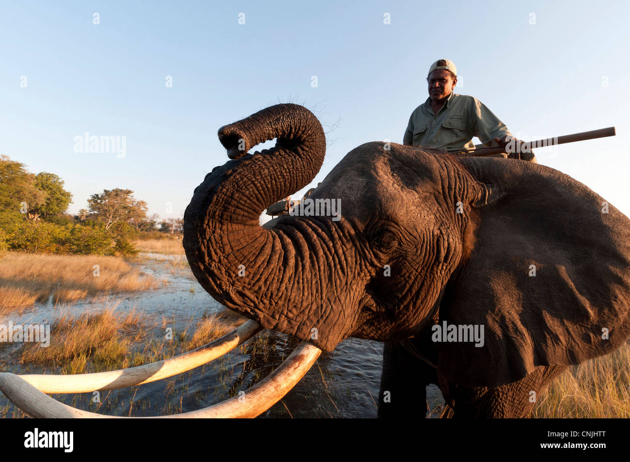 Elephant back safari, Abu Camp, Okavango Delta, Botswana Stock Photo ...
