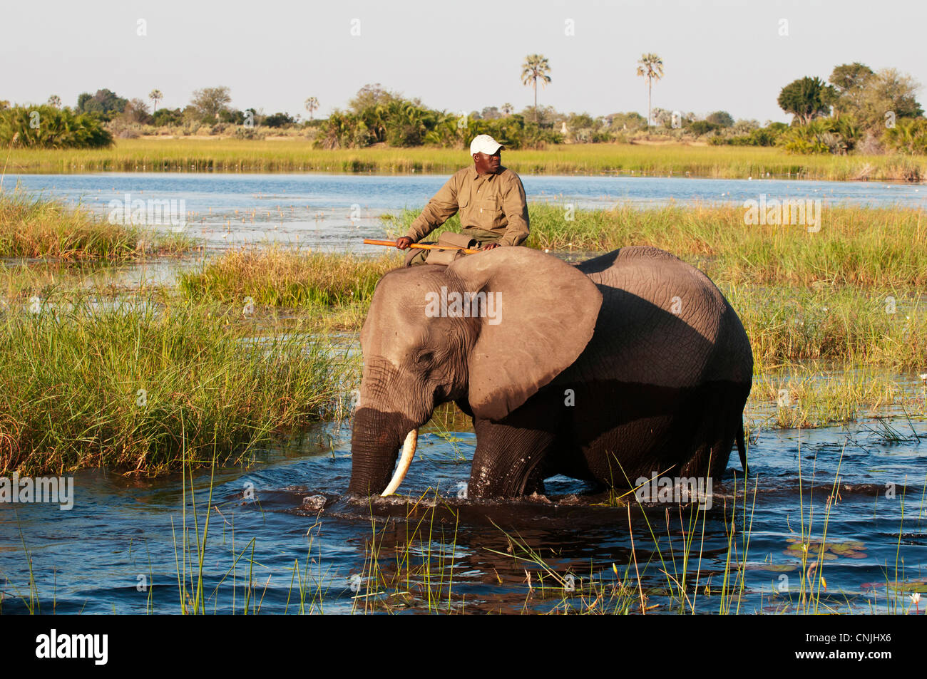 Elephant back safari, Abu Camp, Okavango Delta, Botswana Stock Photo ...
