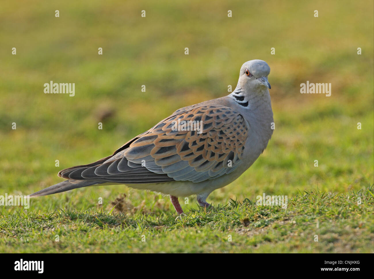 Eurasian Turtle-dove (Streptopelia turtur) adult, standing on short ...