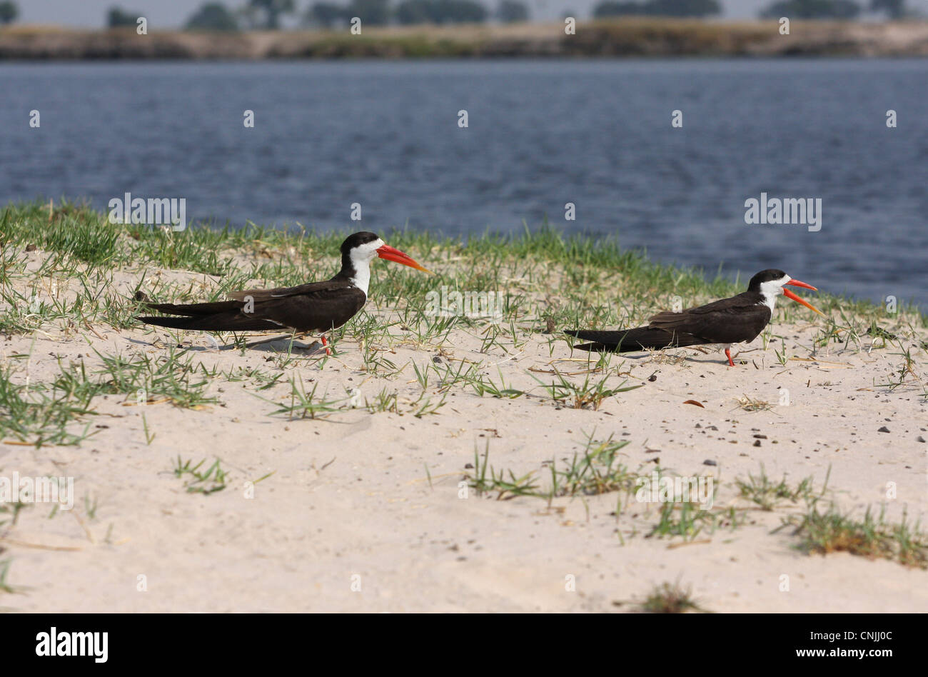African Skimmer (Rynchops flavirostris) adult male and female, standing ...