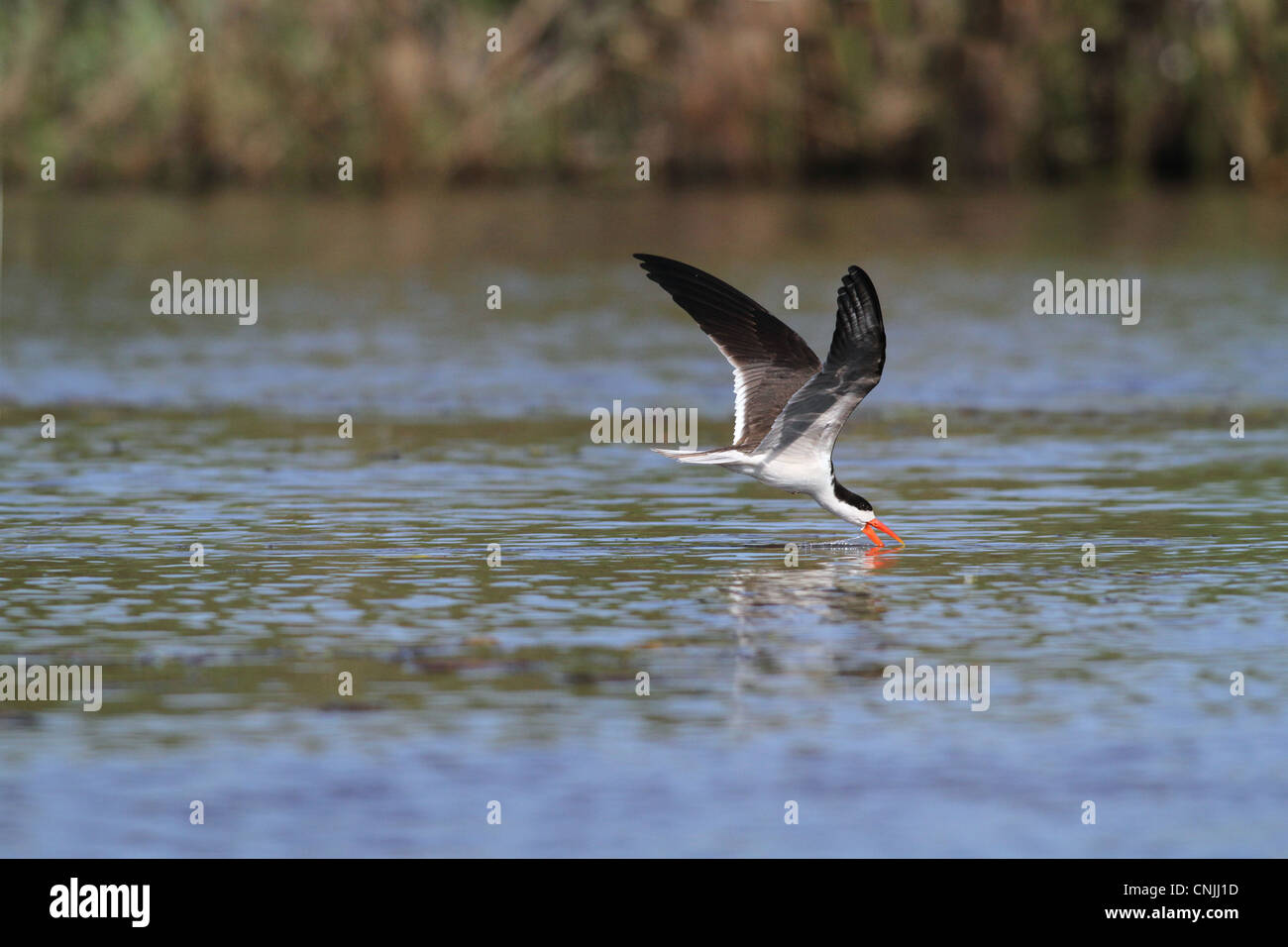 African Skimmer (Rynchops flavirostris) adult, in flight, feeding by ...