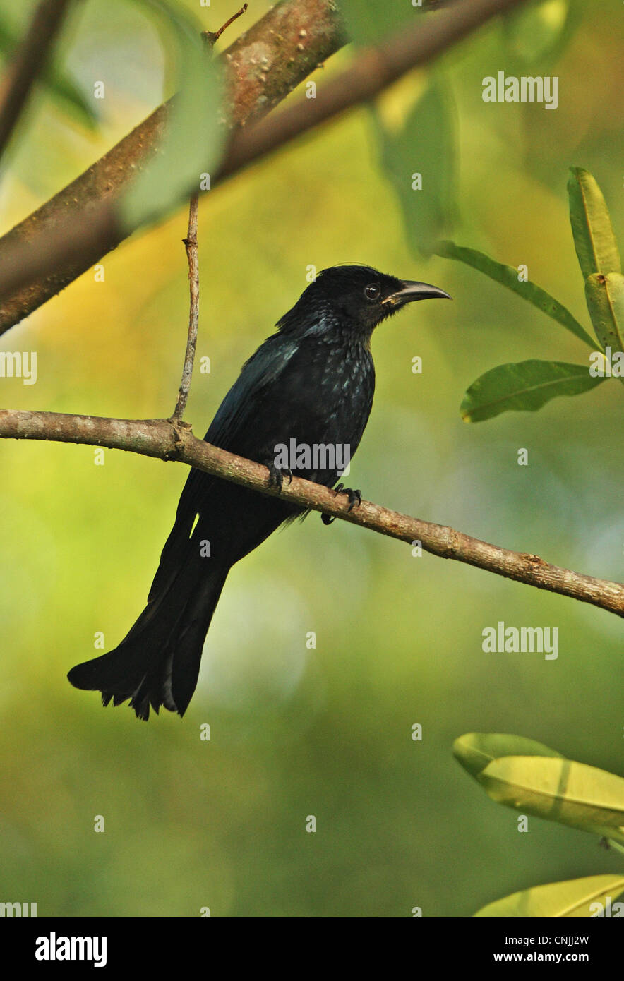 Hair-crested Drongo (Dicrurus hottentottus hottentottus) adult, perched ...